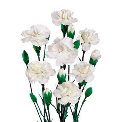 Carnation Mini White – Bunches Direct Canada